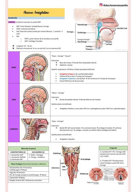 Absceso Amigdalino - @doctoramanzanita | uDocz creators | uDocz