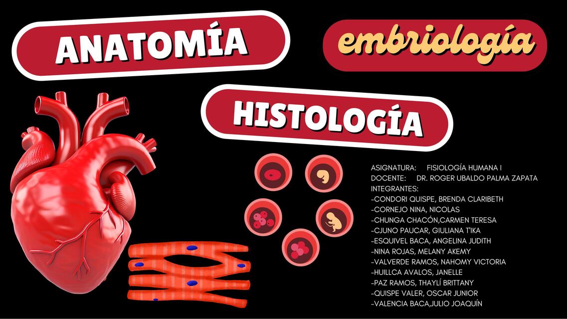 Anatomía embriología e histología del corazón | Brenda Claribeth Condori Quispe | uDocz