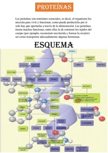 Biología Del Diagrama De Proteínas