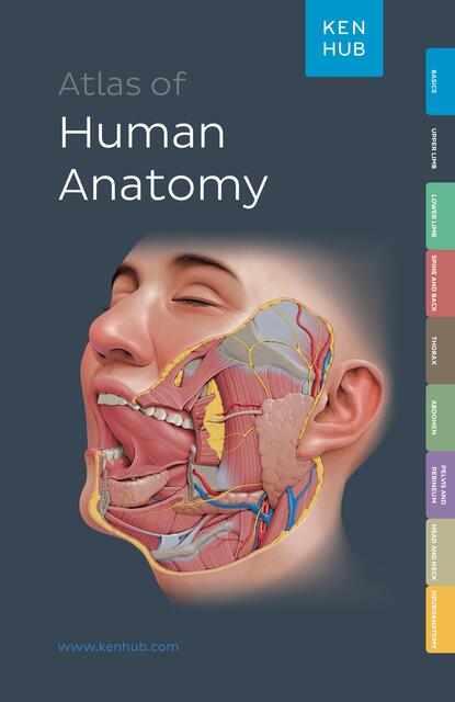 Kenhub Atlas of Human Anatomy Kenhub GmbH | Kevin Castillo | uDocz