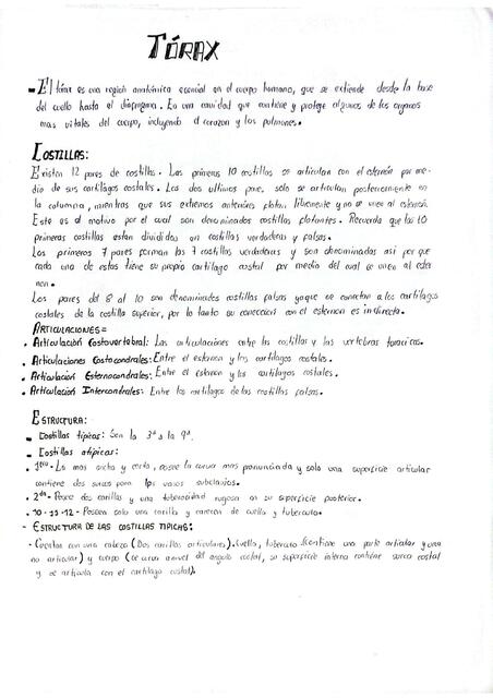 anatomia tórax experimento | Jhamil | uDocz