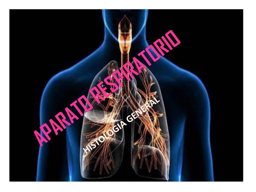 Aparato Respiratorio 1 | Jhamil | uDocz
