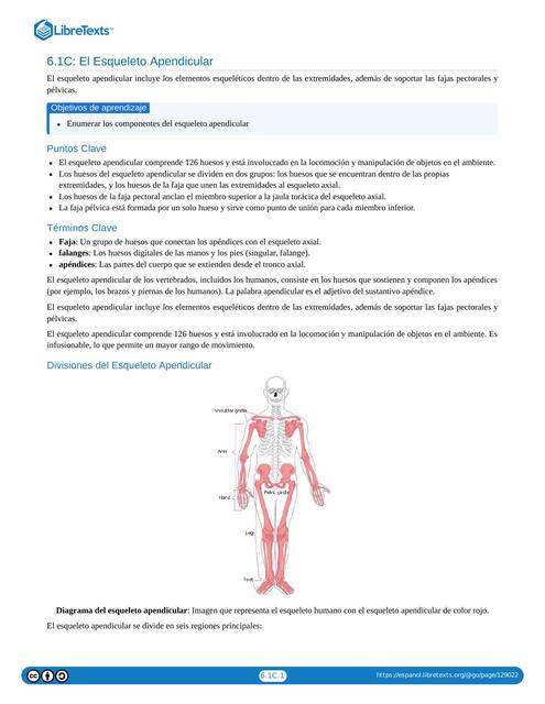 El Esqueleto Apendicular | Giuliana Rosa Del Castillo Vidal | uDocz