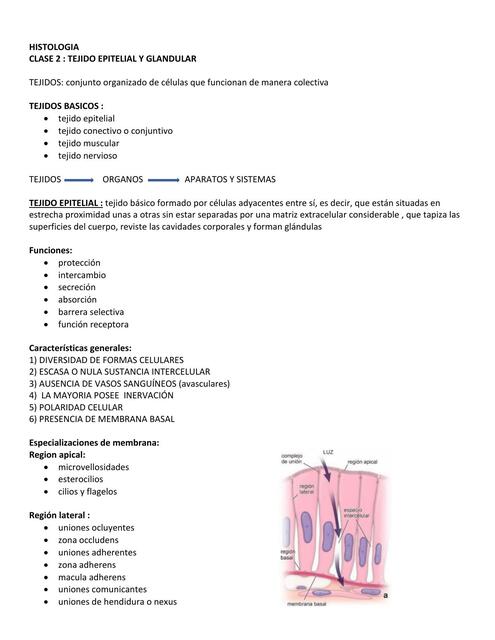 HISTO clase 2 | | uDocz