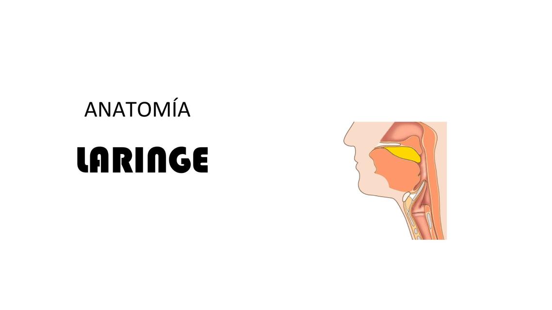 ANATOMIA DE LARINGE | Dr. Memorize | uDocz