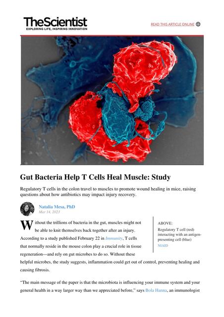 Gut Bacteria Help T Cells Heal Muscle Study | jerameel nolasco | uDocz