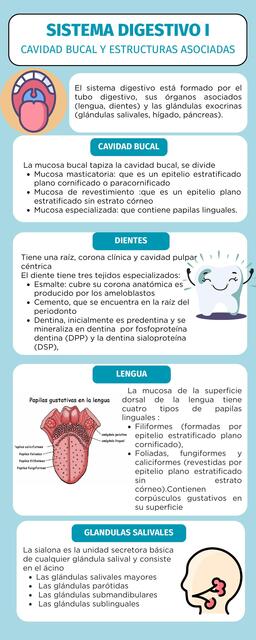 HISTOLOGIA SISTEMA DIGESTIVO I | Deyci | uDocz