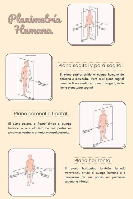 Perimetria humana | andrea | uDocz