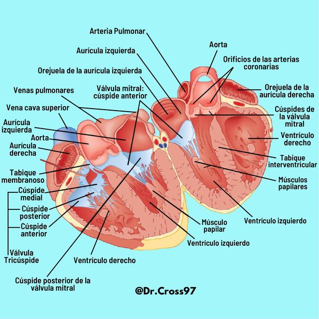 Corazón diseccionado | Dr Cross y Medico No Soy | uDocz