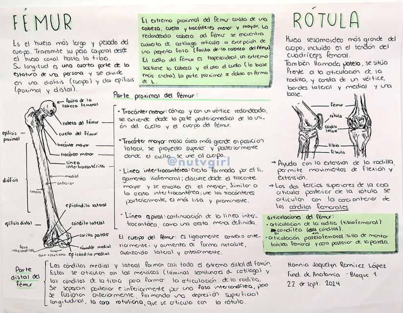 Fémur y Rótula - Resumen | hannia:) | uDocz