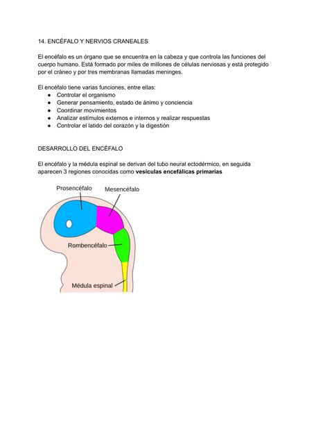 Encefalo y nervios craneales | Pato | uDocz