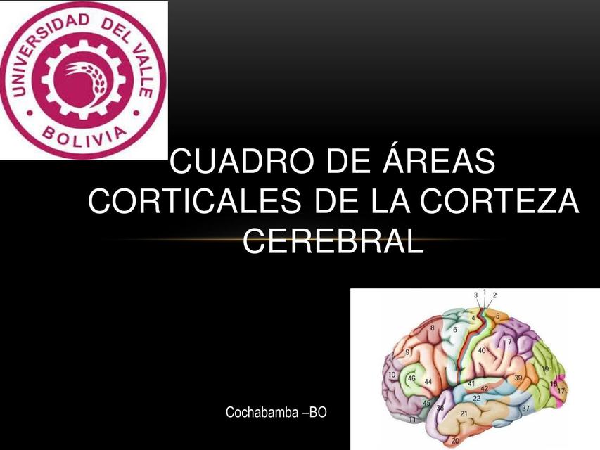 Cuadro de áreas corticales de la corteza cerebral