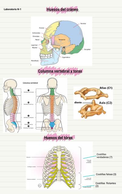 Anatomía | Paula Gutierrez Rojas | uDocz