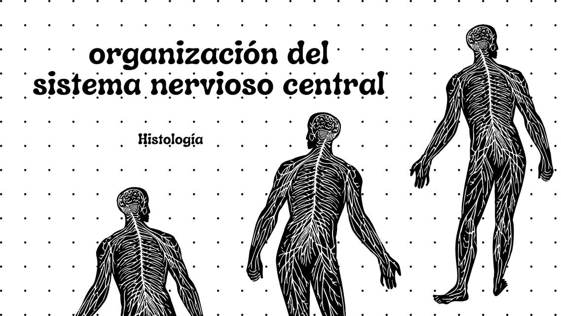 HISTO SISTEMA NERVIOSO CENTRAL | XIMENA PAOLA | uDocz