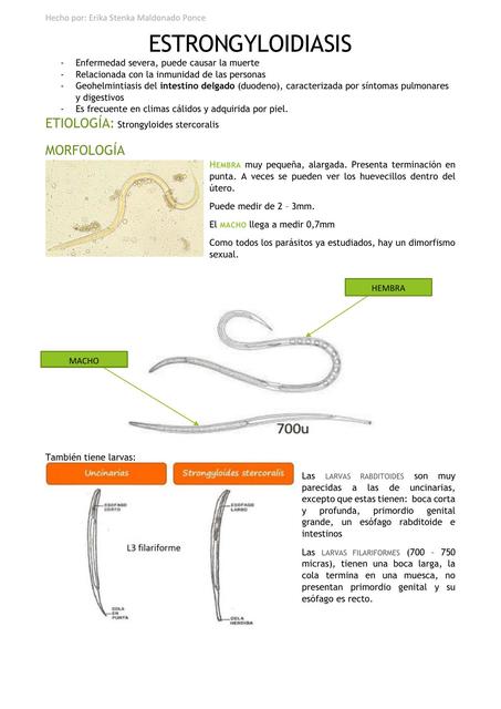 ESTRONGYLOIDIASIS | Erika Maldonado Ponce | uDocz