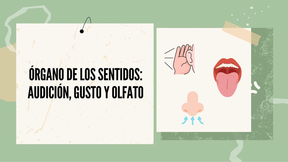 Órgano de los sentidos: Audición, Gusto y olfato | Jimena | uDocz