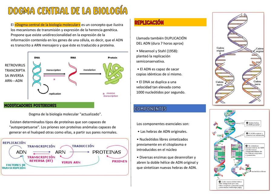 Flashcards de DOGMA CENTRAL DE LA BIOLOGÍA | Por Juan David | uDocz