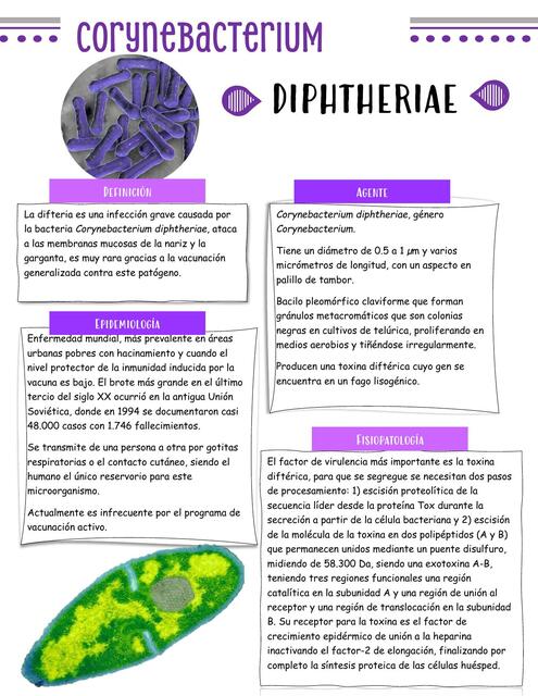 Corynebacterium difteriae | Dayana Francisco | uDocz