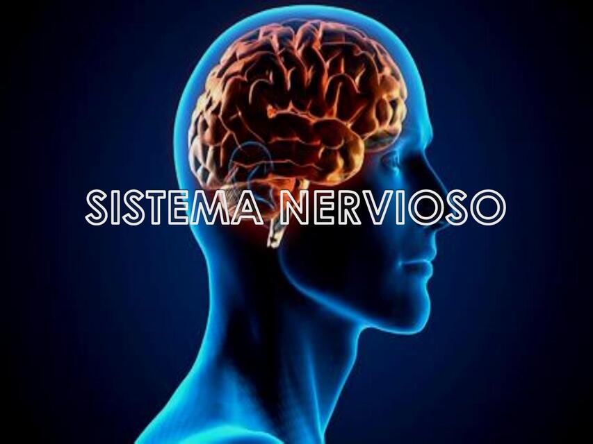 Anatomia SNC | Bruno | uDocz