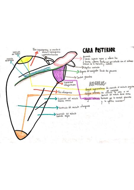 Huesos del hombro | Brisa Ramirez | uDocz
