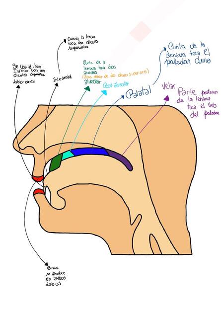 Zona de articulación | Fono Emi study | uDocz