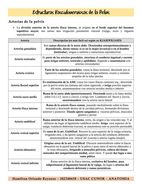 Resumen Estructuras vasculo nerviosas de la pelvis | uDocz