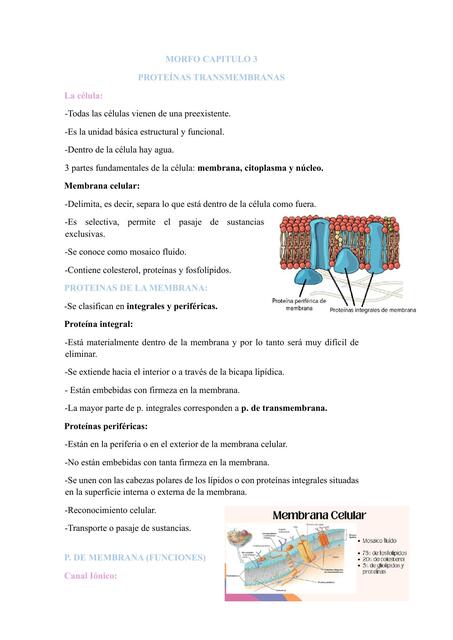 MORFO CAPITULO 3 | Nathalie | uDocz