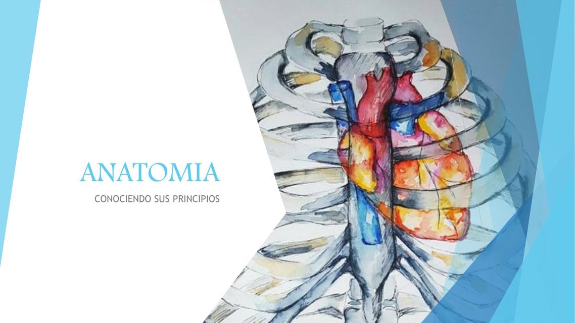 Introduccion a Anatomia