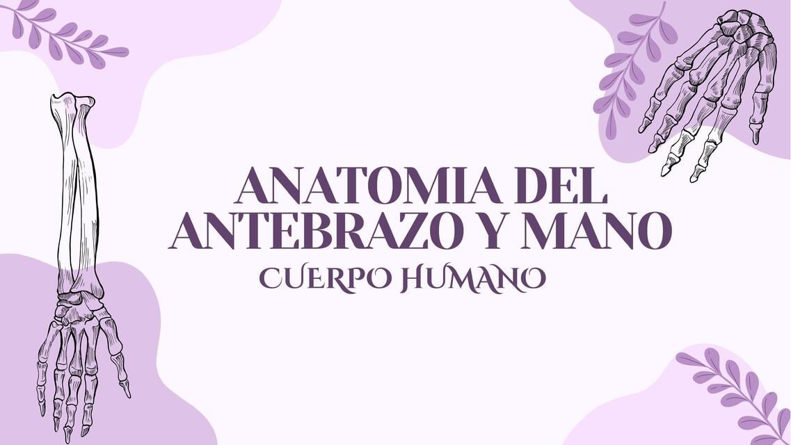 ANATOMIA DEL ANTEBRAZO Y MANO UNI | Daniela Fernanda Cayetano Solano ...