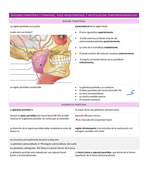 REGIONES PAROTÍDEA Y TEMPORAL, FOSA INFRATEMPORAL Y ART TMB MOORE 9NA ...