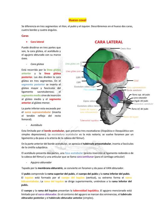 Osteología del miembro inferior1 | Lizeth Molina | uDocz