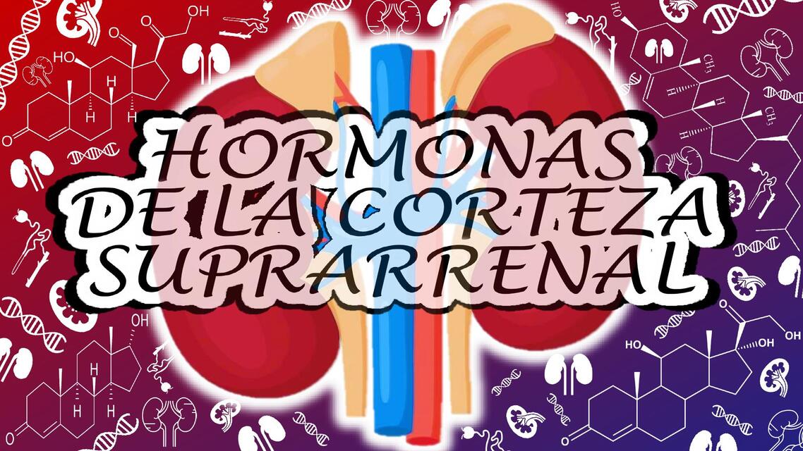 HORMONAS corteza suprarrenal | Alezandro | uDocz
