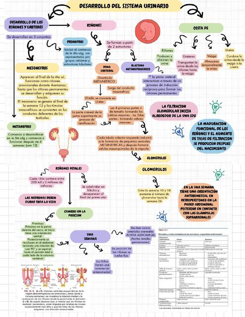 Desarrollo UROGENITAL | Frida | uDocz