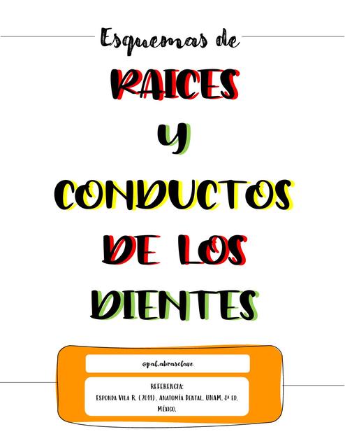 Esquemas de raices y conductos de los dientes | Palabras Clave | uDocz