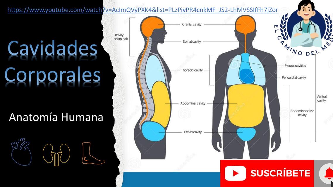3.Cavidades Corporales - Anatomía Humana | El camino del médico | uDocz