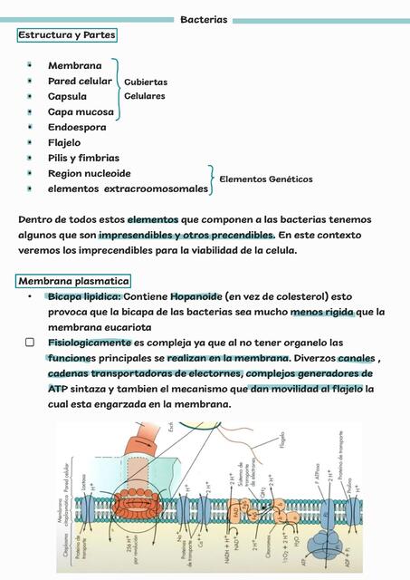 Bacteria Estructura | MATILDE SOFÍA | uDocz