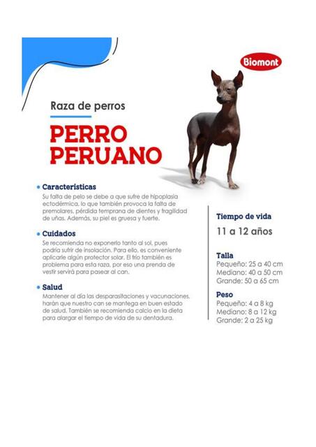 perro peruano 1 | Fatima RR | uDocz