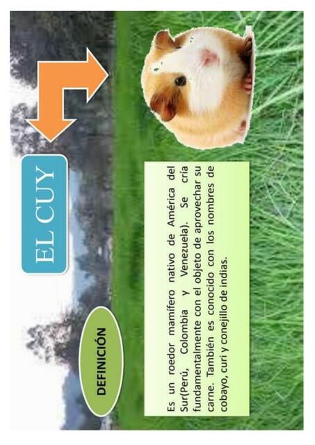 cuy | Fatima RR | uDocz