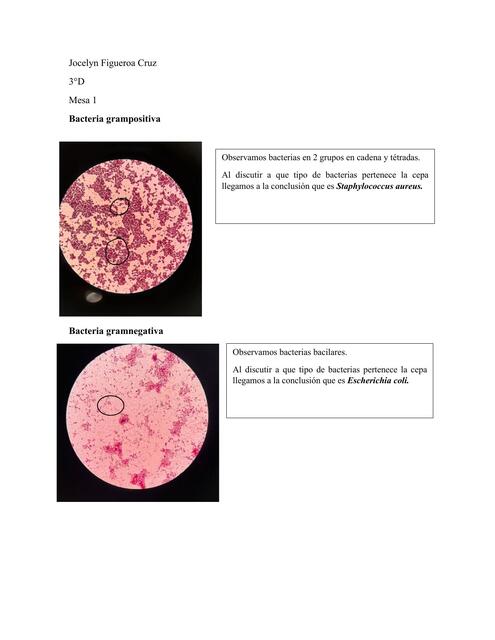 Bacterias LAB merged 1 | Jocelyn Figueroa Cruz | uDocz
