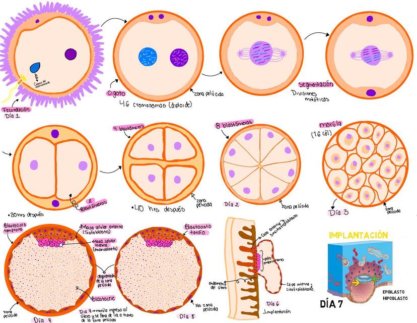 Embriogénesis | Rosy | uDocz