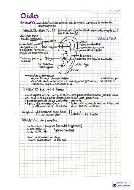 Oído Completo Sofia Udocz