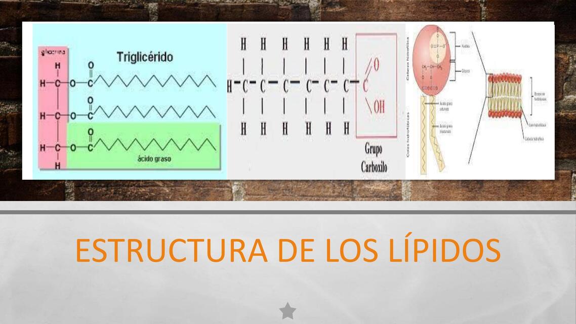 1 3 1 Estructura de los lipidos | alejandra | uDocz