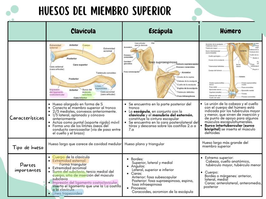 Anato tabla | Rebeca | uDocz