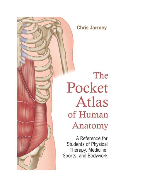 The pocker atlas of human anatomy | bioanatomia | uDocz