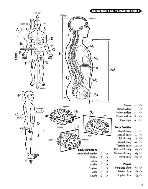 Anatomical terminology Coloring Workbook | bioanatomia | uDocz
