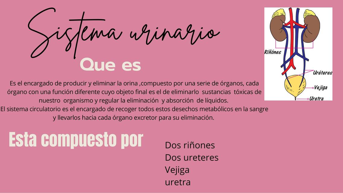 Sistema urinario | Janet | uDocz