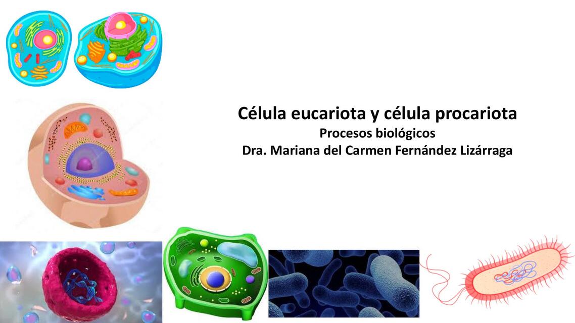 CLASE 1 Célula eucariota y procariota | Shawn | uDocz