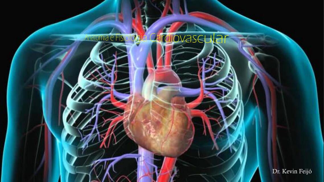 Sistema Cardiovascular Dr Kevin Feijó | Kevin | uDocz