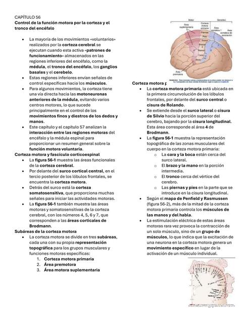 Flashcards de 56 Control de la función motora por la corteza y e | Por ...