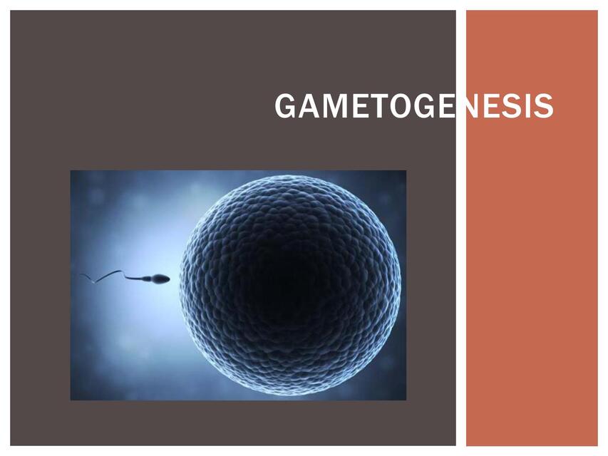 GAMETOGENESIS | Anny | uDocz